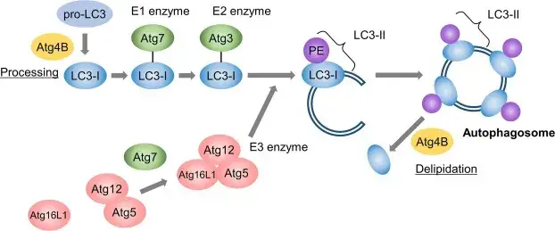 【均相检测】细胞自噬靶点LC3B-II特异性检测 - 知乎