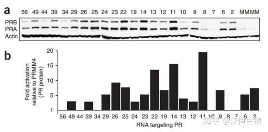saRNA：激活基因表达的dsRNA（一） - 知乎