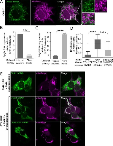 Neuron：神经元线粒体自噬新机制 - 知乎
