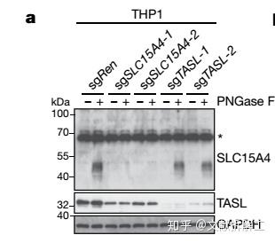 【Nature论文拆解】SLC15A4相关的适配器TASL,通过TLR7-9活化IRF5 - 知乎