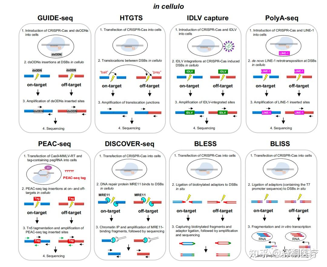 Nature子刊综述 ｜ 从DNA到RNA编辑评估和推进CRISPR-Cas工具的安全性（上篇） - 知乎