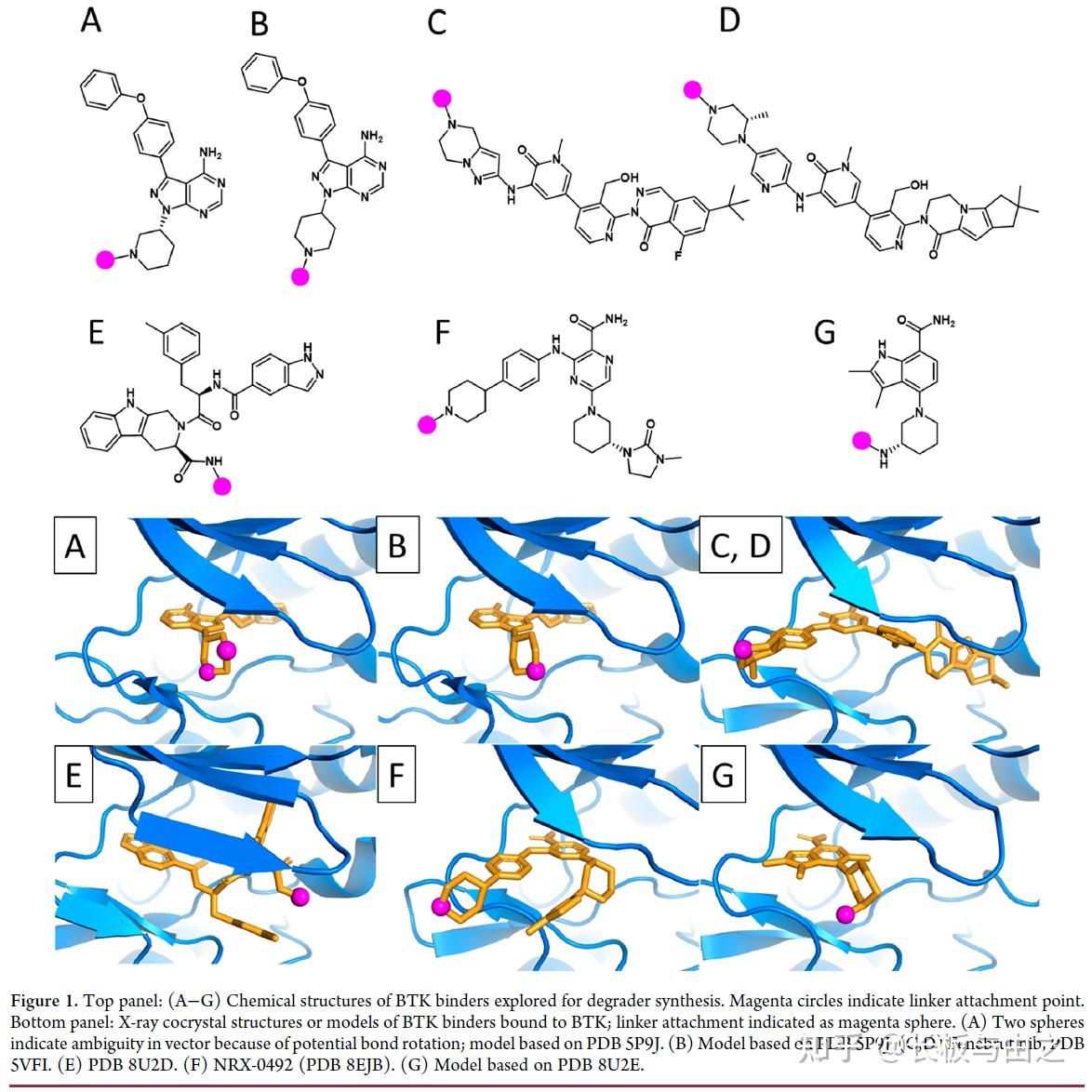 PROTAC临床分子的研发故事：BTK降解剂NX-2127的发现和临床前评价 - 知乎