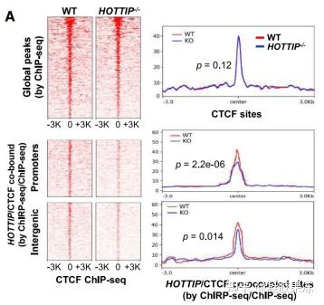 文献阅读随记：Mol Cell-2022-lncRNA+R-loop+CTCF+AML - 知乎