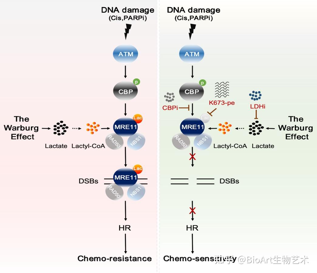 Cell 袁健团队揭示乳酸化修饰调控同源重组修复新机制 知乎