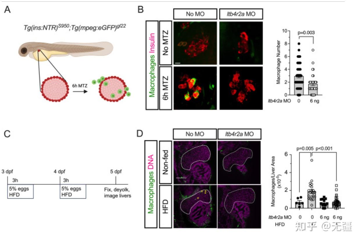 文献速递 白三烯 B4 受体 2 在组织炎症期间控制巨噬细胞迁移 - 知乎