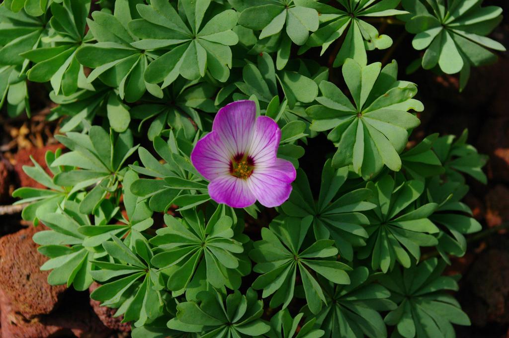 认识酢浆草 - 知乎