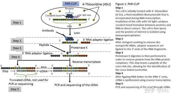 CLIP-seq和eCLIP了解学习笔记 - 知乎
