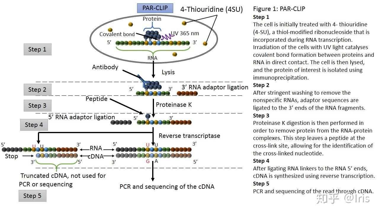CLIP-seq和eCLIP了解学习笔记 - 知乎