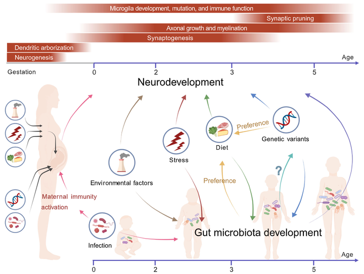 mLife | 肠道菌群、基因变异和饮食的相互作用介导孤独症谱系障碍的发生 - 知乎