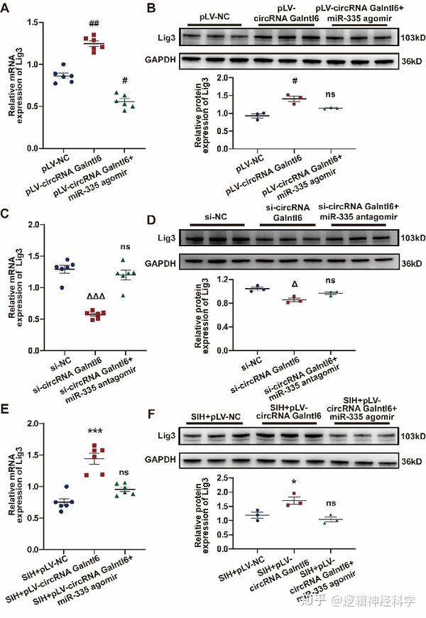 Redox Biol—杜东书/张帅团队揭示RVLM 环状RNA Galntl6通过miR-335/Lig3轴调控应激性高血压机制 - 知乎