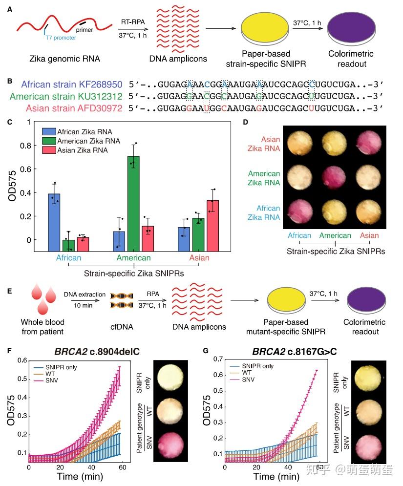 【生物技术】Cell：超特异核调节子实现精确和可编程的核酸突变检测 - 知乎