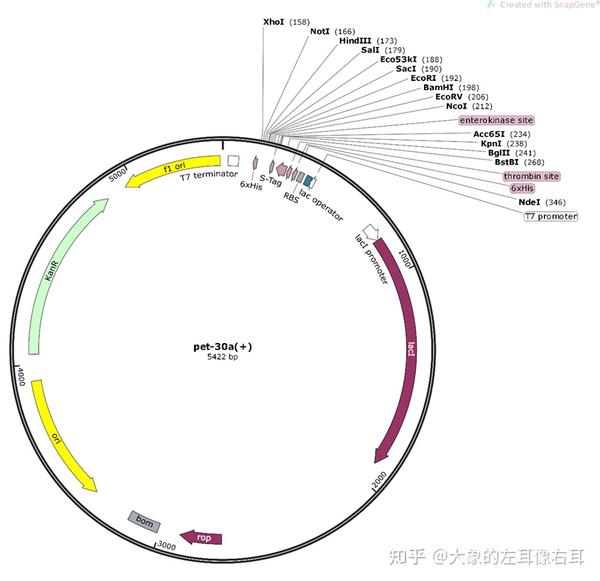 大肠杆菌表达系统——PET-T7系统 - 知乎
