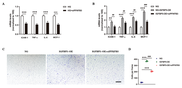 Cell Death Dis︱洪权教授课题组揭示IGFBP5在糖尿病肾脏病进展中的作用机制 - 知乎