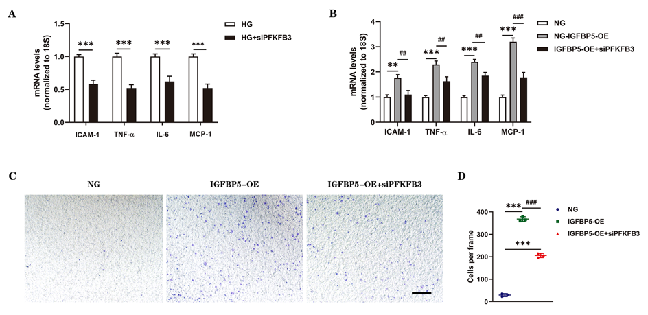 Cell Death Dis︱洪权教授课题组揭示IGFBP5在糖尿病肾脏病进展中的作用机制 - 知乎