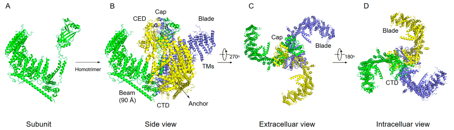 药物靶标│压电型机械敏感离子通道组件1（Piezo1） - 知乎