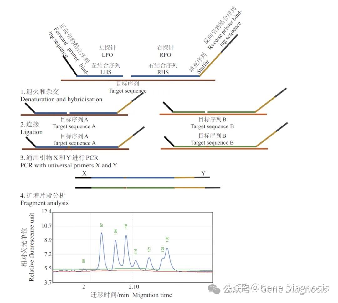 多重连接依赖探针扩增MLPA技术介绍 - 知乎