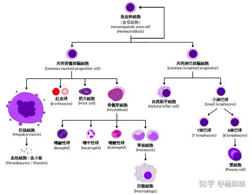 打卡第23天：免疫细胞 - 知乎
