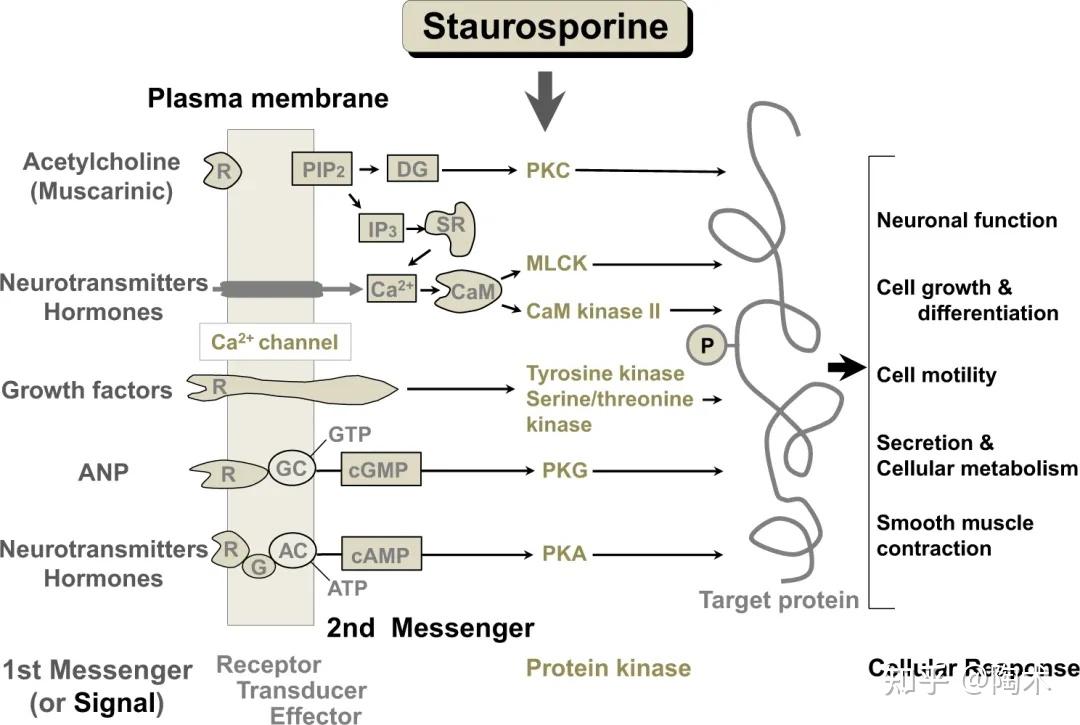 蛋白激酶抑制剂——Staurosporine (星形孢菌素) 【TargetMol】 - 知乎