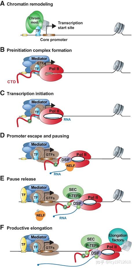 真核生物的启动子与转录起始 - 知乎