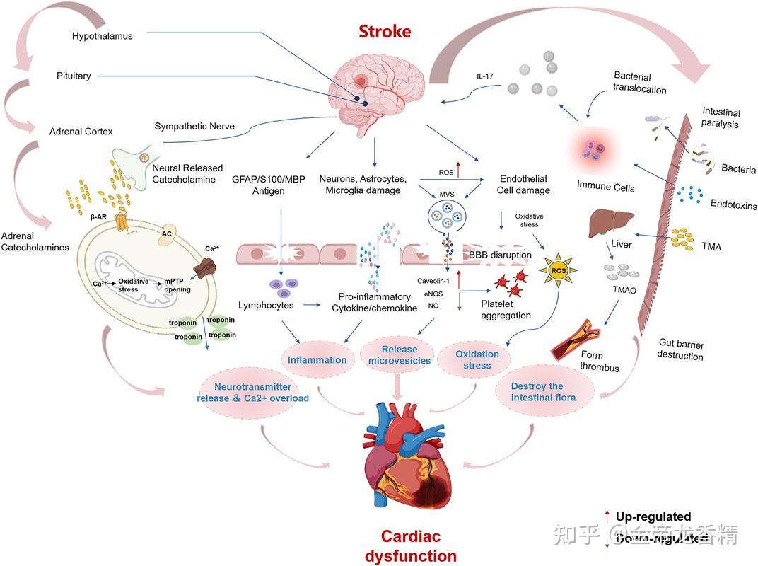 香精与香料(82)—苏合香(Storax balsam) - 知乎