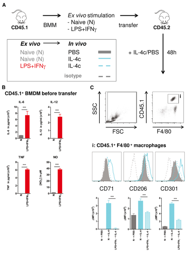 Cell Reports 丨M1&M2 巨噬细胞极化的转换 - 知乎