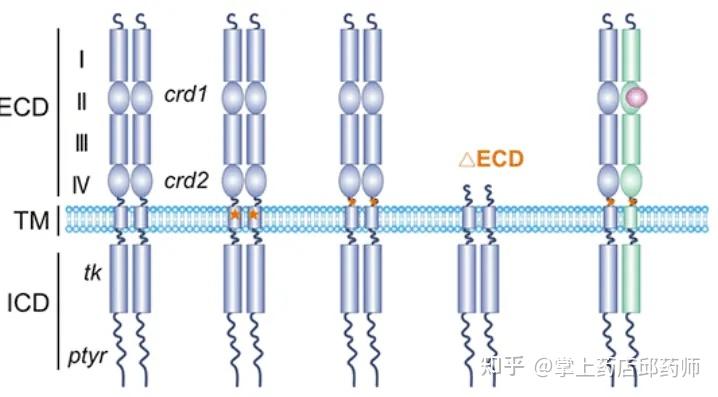 图卡替尼（Tucatinib）联合曲妥珠单抗（赫赛汀）为HER2突变的转移性乳腺癌患者带来新的希望 - 知乎