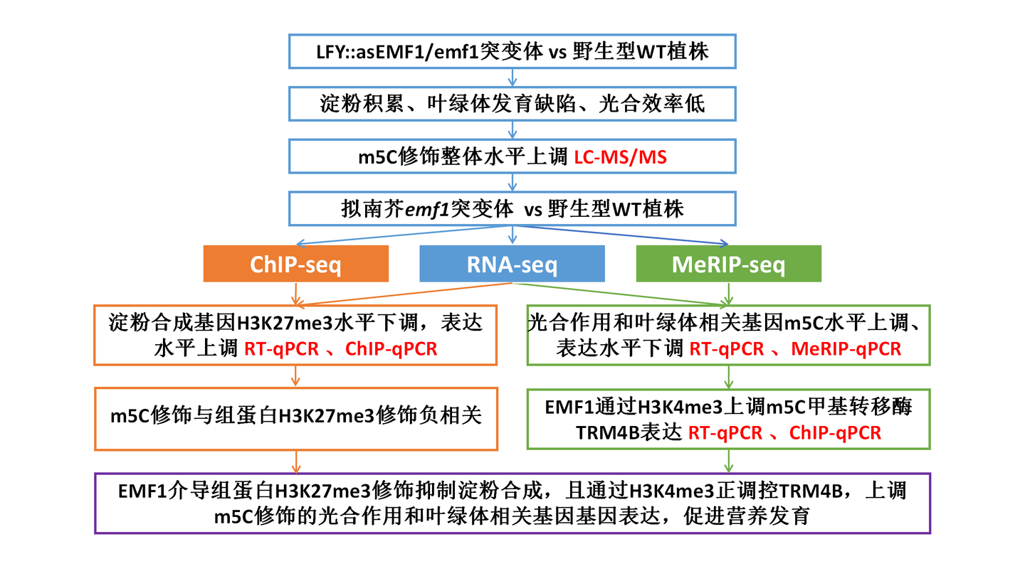 用户文章 IF=17.521|m5C MeRIP-seq助力拟南芥营养发育表观遗传机制研究 - 知乎