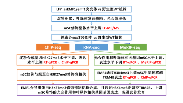 用户文章 IF=17.521|m5C MeRIP-seq助力拟南芥营养发育表观遗传机制研究 - 知乎