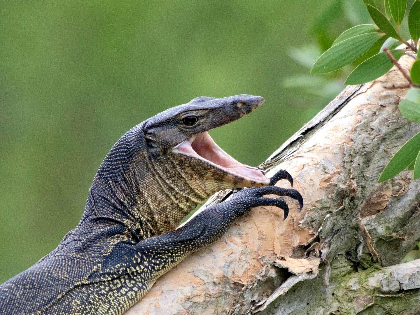 Google 最新 NLP语言模型可解释性可视化分析工具（2020-8月论文） - 知乎