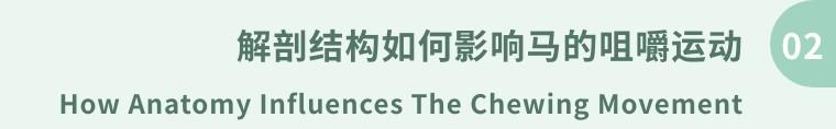 【科普】马的咀嚼方式及解剖结构对咀嚼运动的影响How Does A Horse Chew &How Anatomy Influences ...