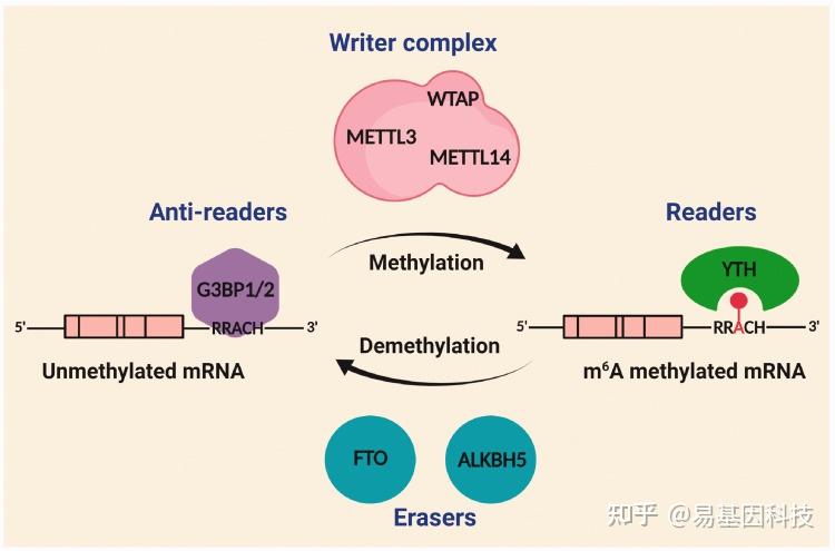 如何知道一个基因的相关信息，比如，上下游调控基因，这个基因相关的疾病，甚至是转录因子等情况？ - 知乎
