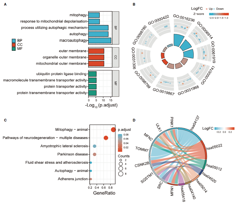 最新6分+非肿瘤的免疫浸润纯生信思路！3种机器学习算法齐上阵，筛选线粒体自噬相关诊断基因！ - 知乎