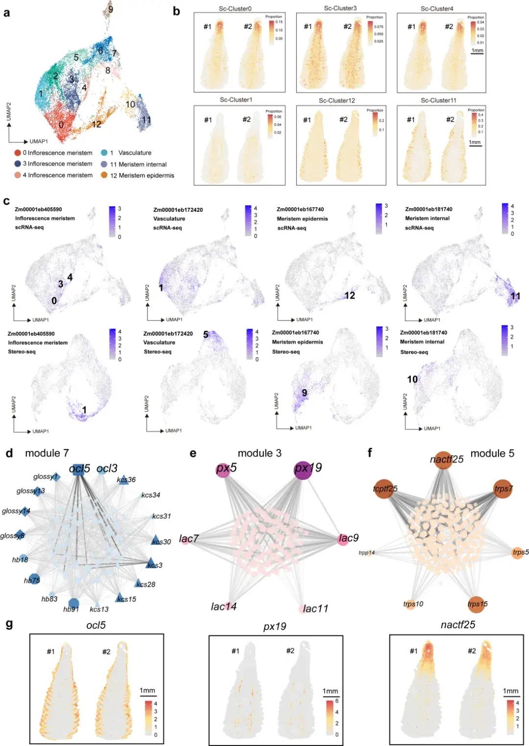 Nat Plants | Stereo-seq助力构建玉米雌穗的空间转录组图谱 - 知乎