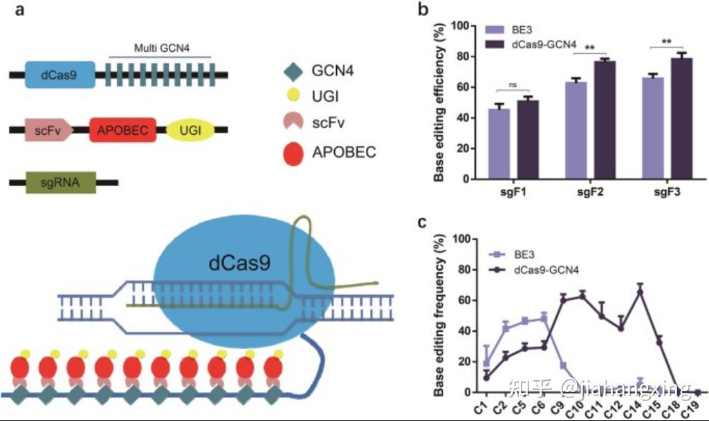 值得收藏的CRISPR单碱基编辑技术干货及应用 - 知乎