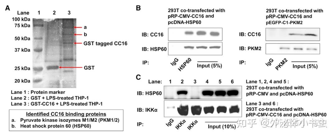 文献分享【Mol. Ther.】外泌体装载CC16蛋白治疗肺急性炎症反应 - 知乎
