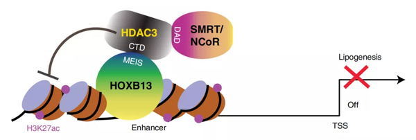 组蛋白修饰的10种研究思路（下篇） - 知乎