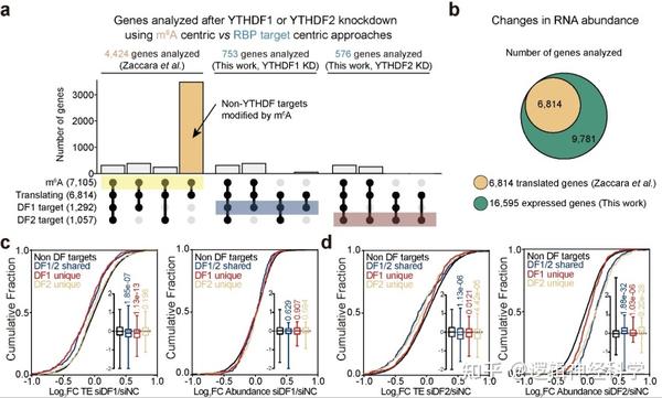 Genome Biol︱芝加哥大学何川团队解析YTHDF家族蛋白功能的“不同”与“同” - 知乎