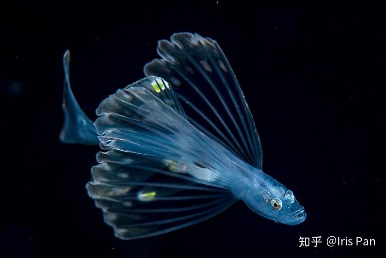 你见过哪些极美的生物？ - 知乎