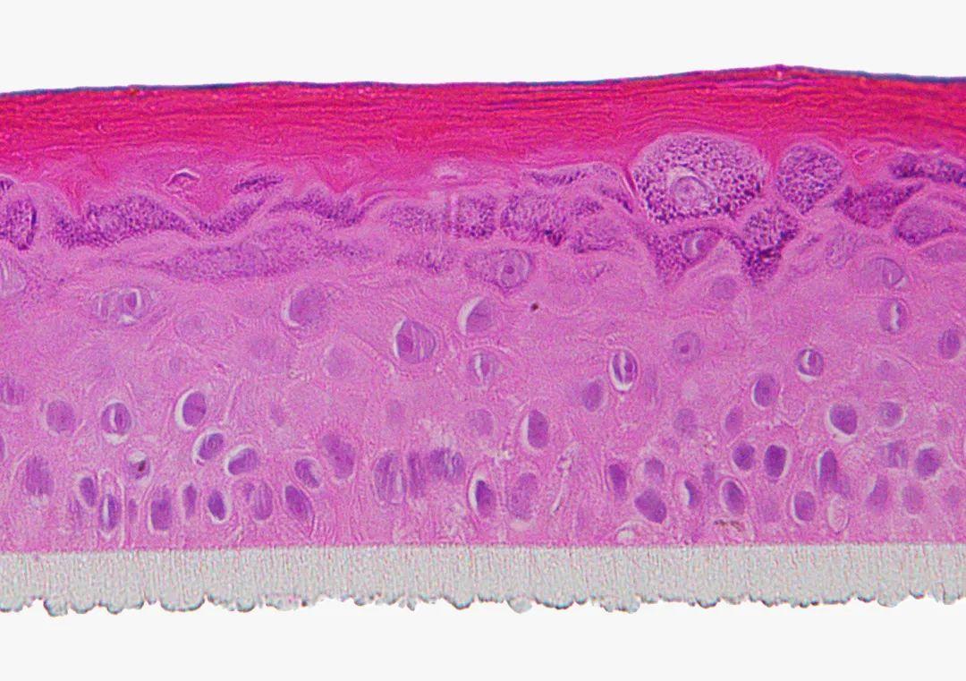 3D皮肤模型在化妆品中的应用 - 知乎