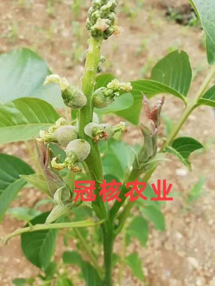 种植核桃树可能遇到的问题总结 知乎