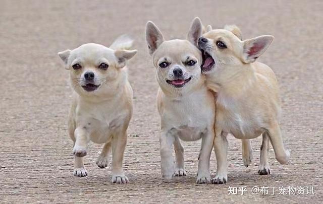 2021全球最可爱的十种小型犬，排名不分先后 - 知乎
