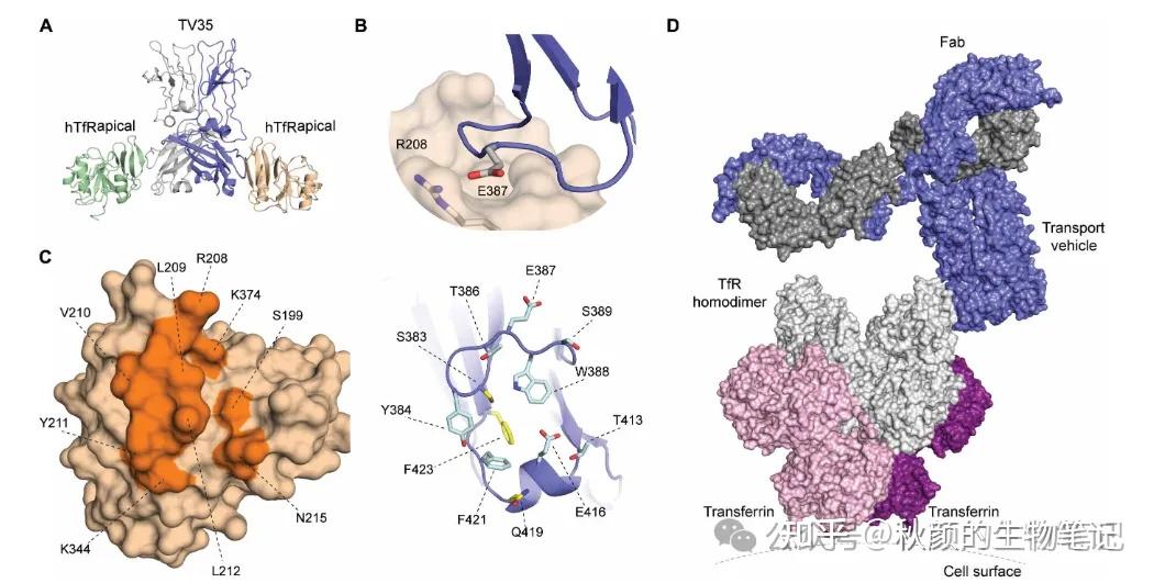 改造Fc就能跨越血脑屏障——Denali TV平台的教科书级蛋白工程范例 - 知乎