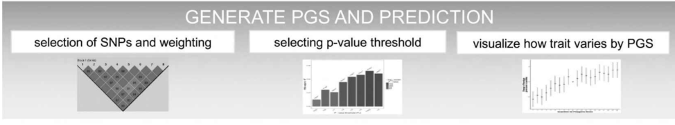 统计遗传学：第五章，多基因得分（PGS）分析 - 知乎