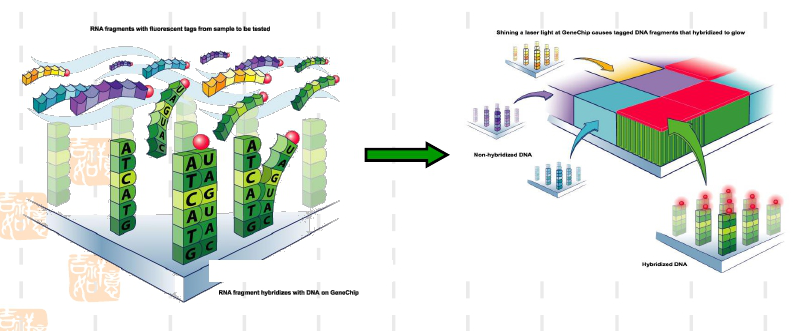 IVD市场分析丨基因芯片篇 - 知乎