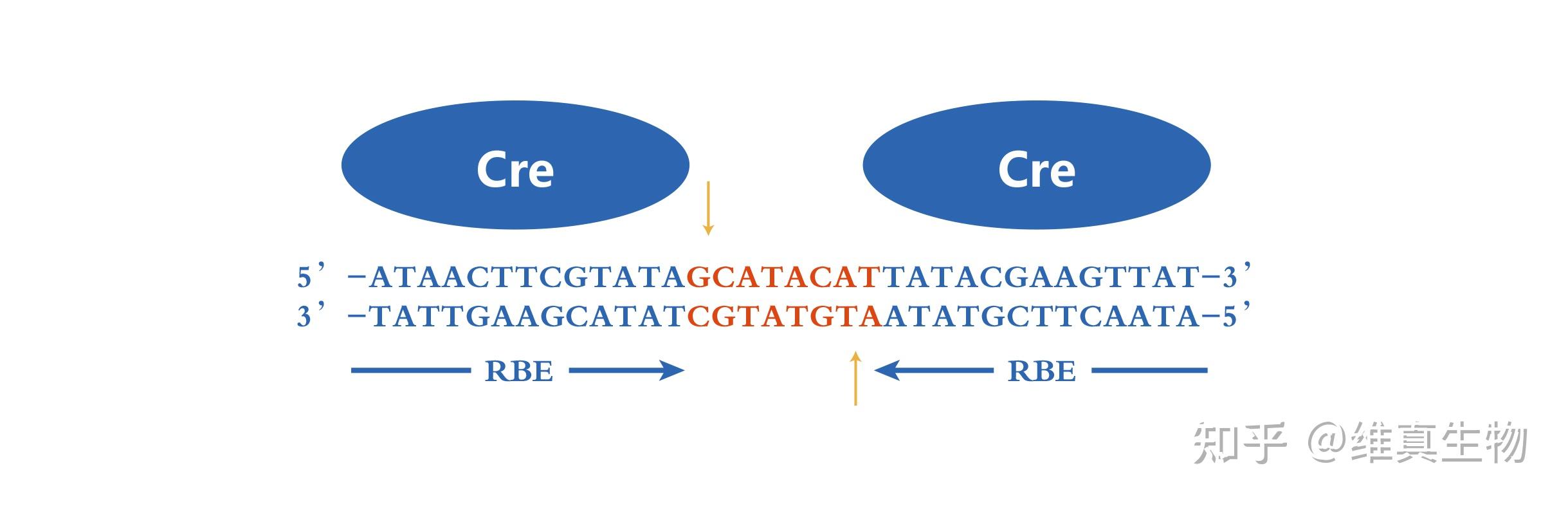 「Cre/loxp」技术是什么？ - 知乎