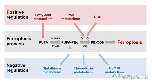 Cell Metab | 邵志敏/江一舟团队揭示三阴性乳腺癌铁死亡异质性 - 知乎