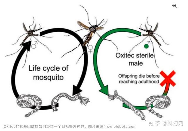 美国的疯狂计划 释放转基因蚊子 - 知乎