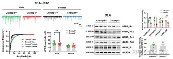 脑声常谈丨罗伊氏乳杆菌通过提高BLA脑区GABA传递改善了雄性Cntnap4基因敲除小鼠的ASD样行为缺陷 - 知乎