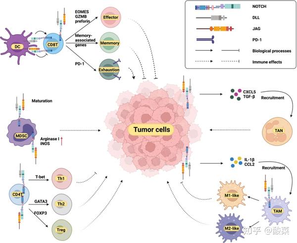 华中科技大学课题组在38分的STTT发表超重磅综述，带你详解这一经典热门通路！ - 知乎