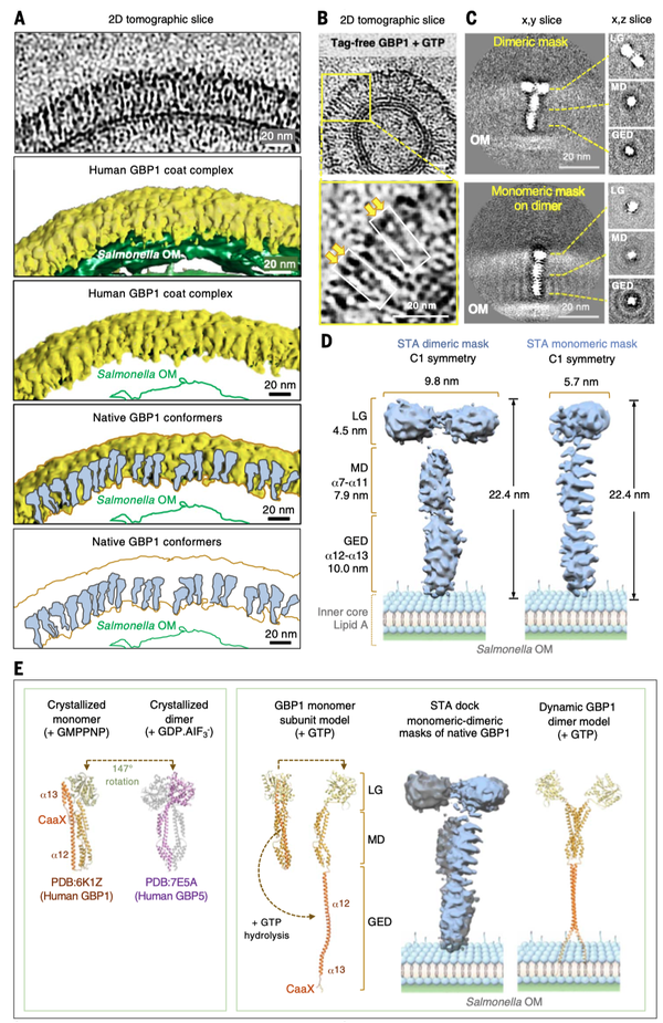 Science丨GBP1，人类细胞对于细菌的自主防御系统 - 知乎